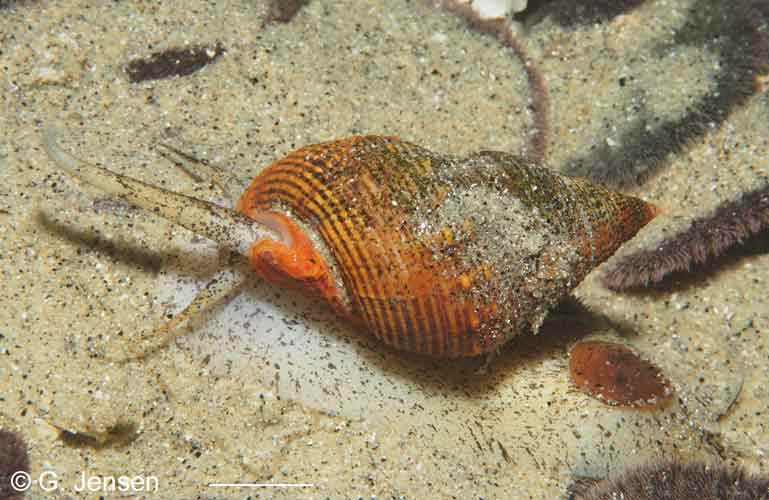 Gastropods - Nassariidae, Fasciolariidae, Olividae